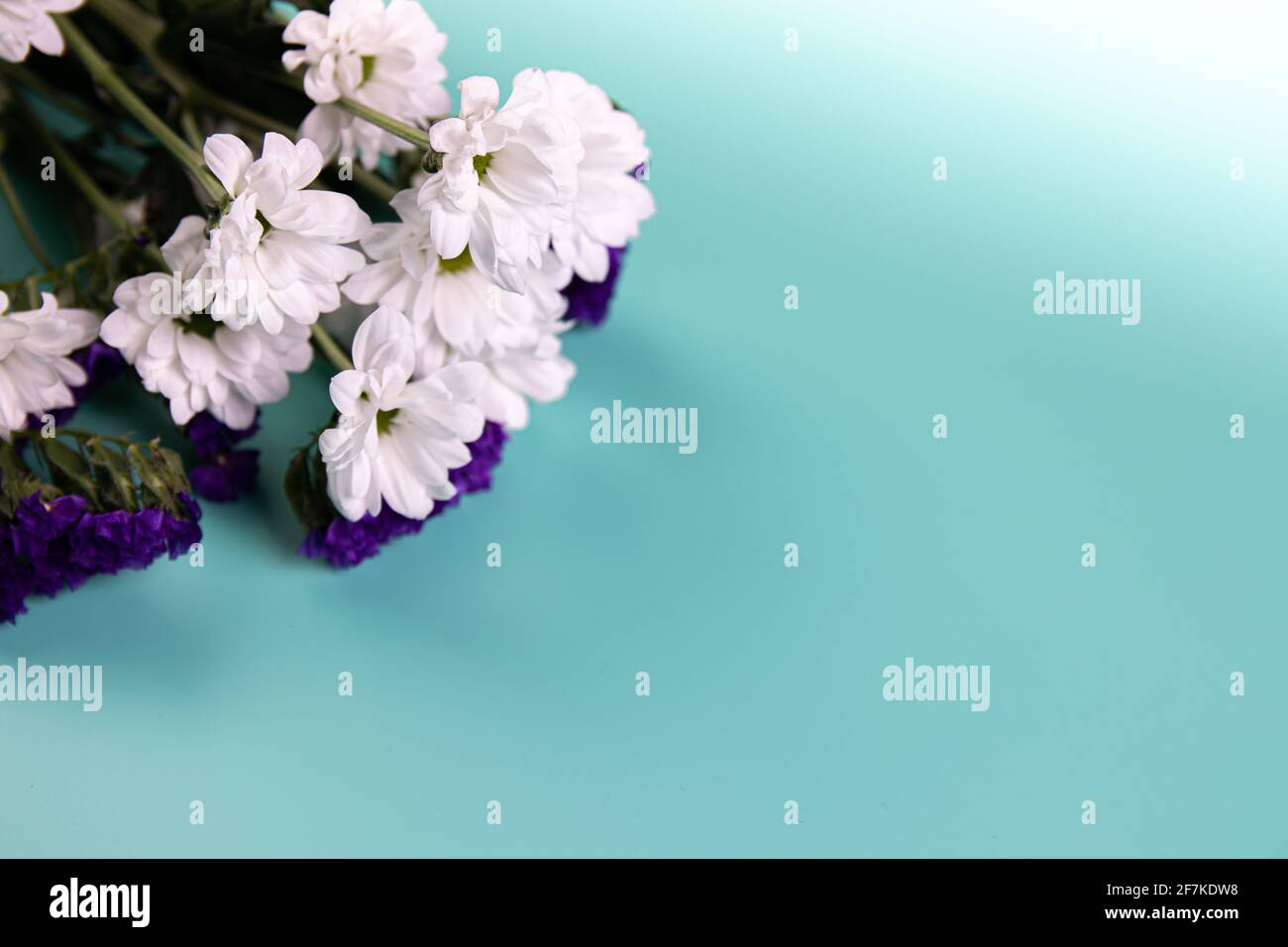 Pastel background with white spring flowers Stock Photo - Alamy