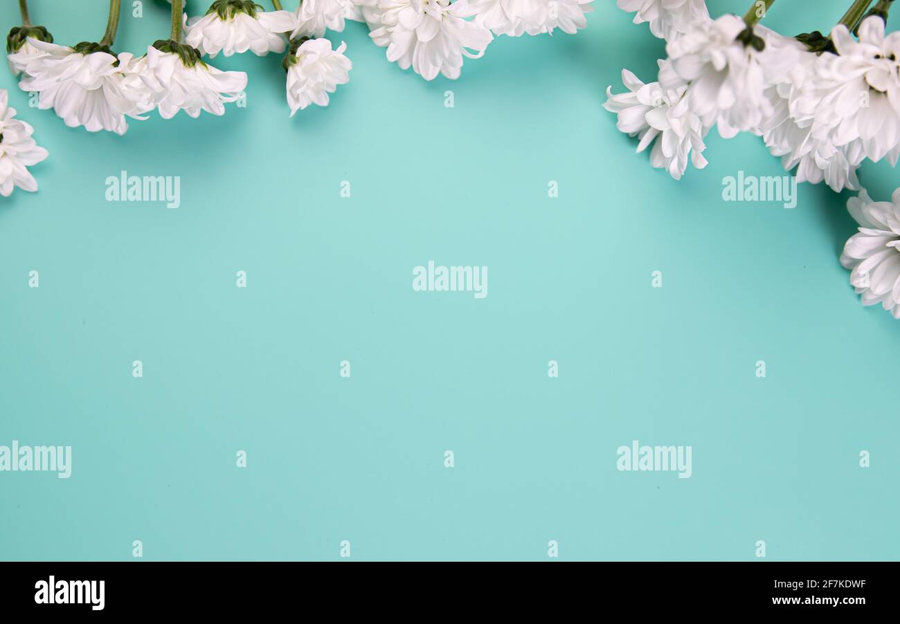 Pastel background with white spring flowers Stock Photo - Alamy