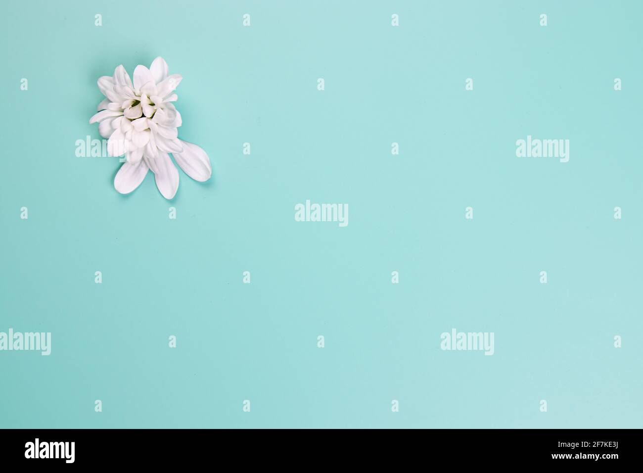 Pastel background with white spring flowers Stock Photo - Alamy