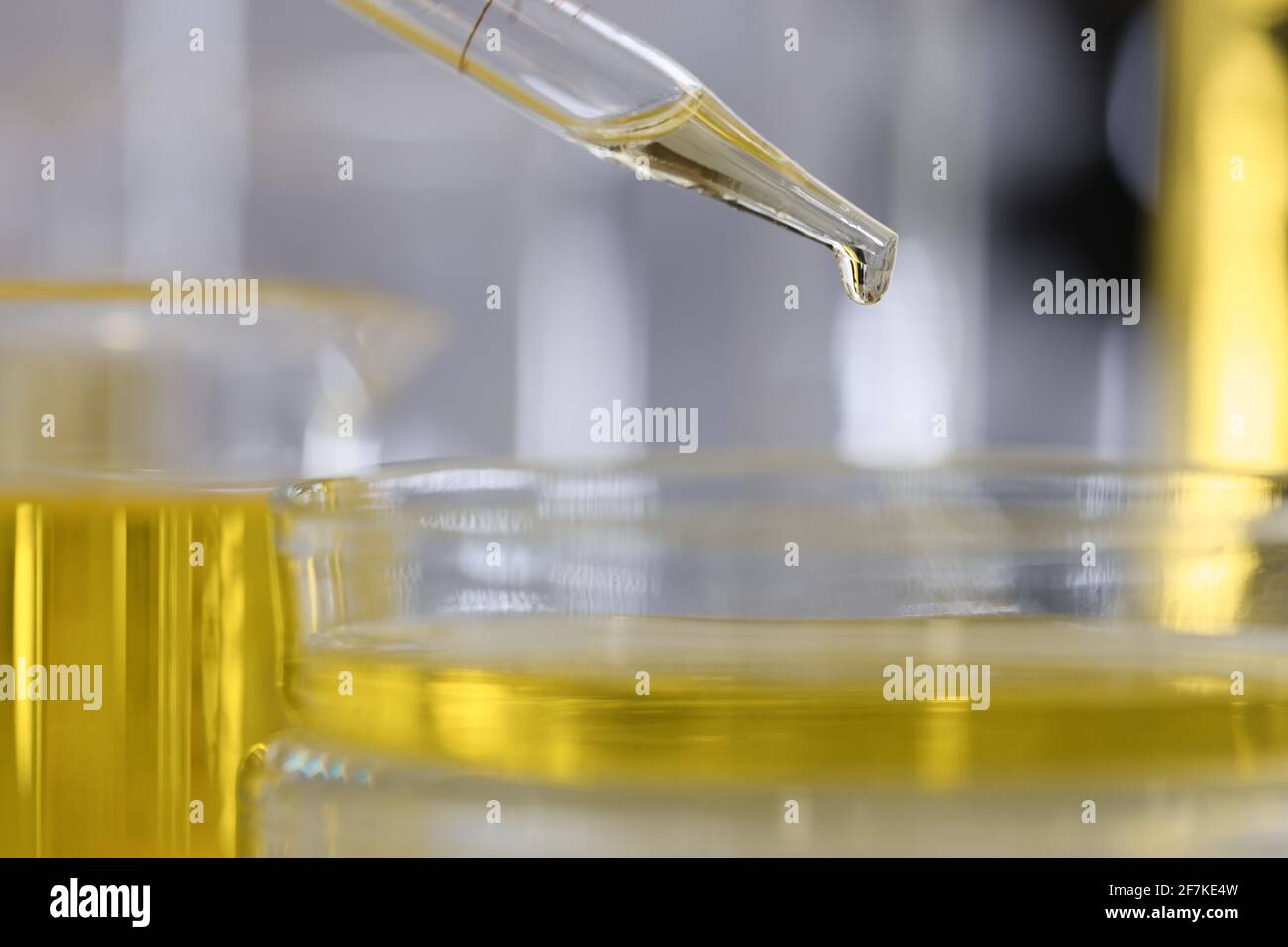 Yellow liquid dripping from pipette into petri dish closeup. Study of ...