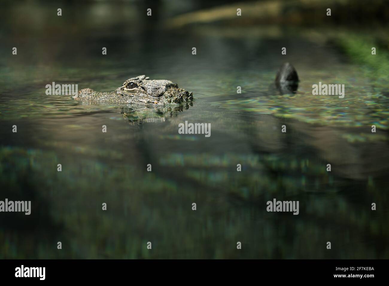 Alligator surface water hi-res stock photography and images - Alamy