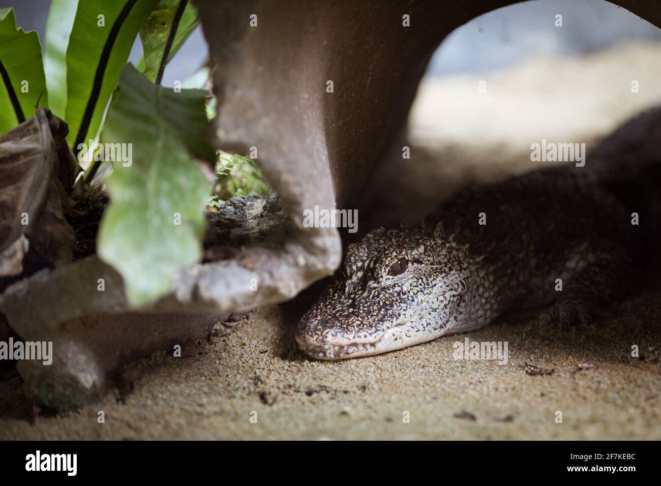 Alligator on sand hi-res stock photography and images - Alamy