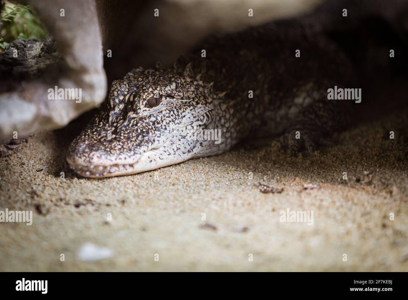 Alligator on sand hi-res stock photography and images - Alamy