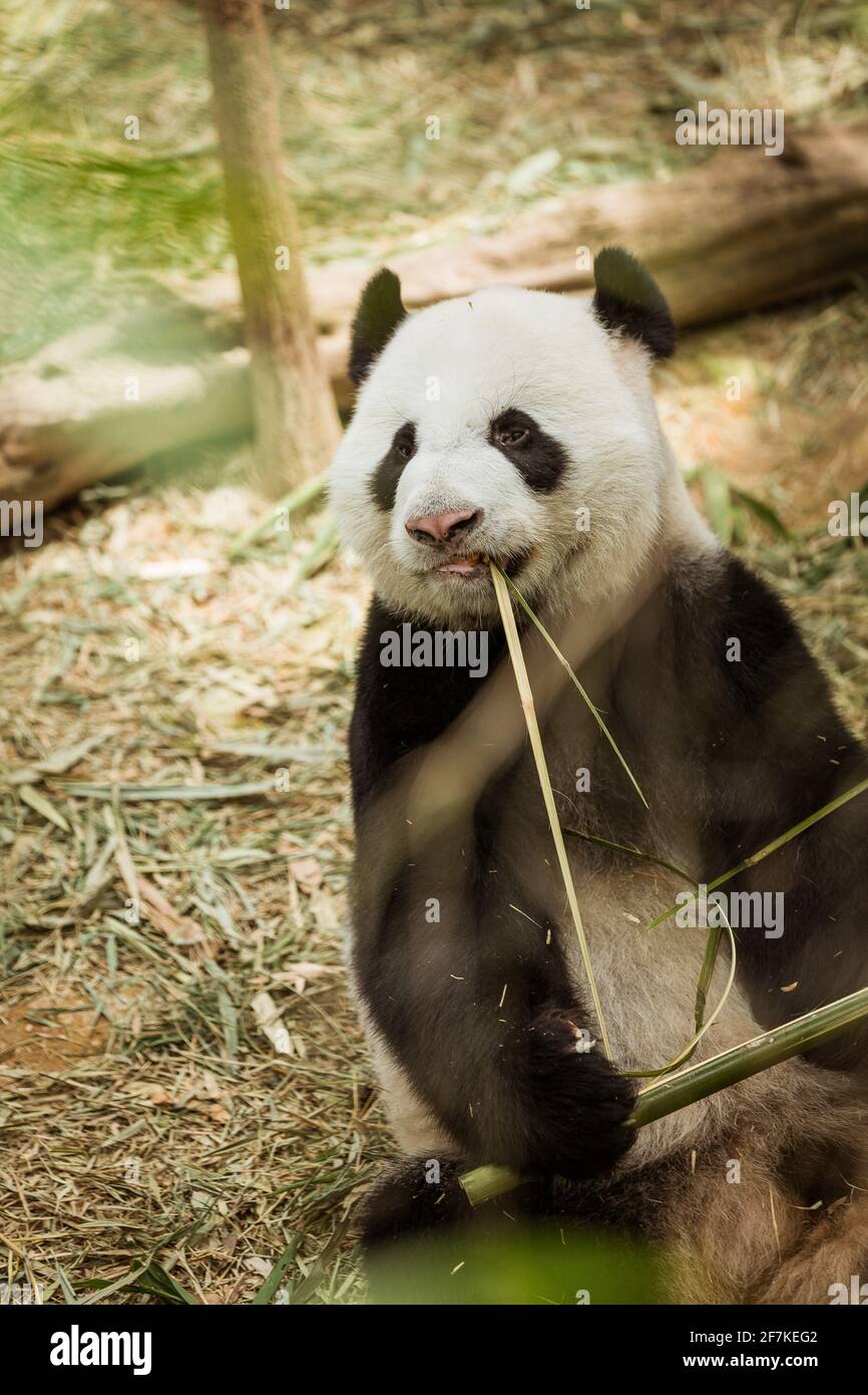 Close up panda eating in hi-res stock photography and images - Alamy
