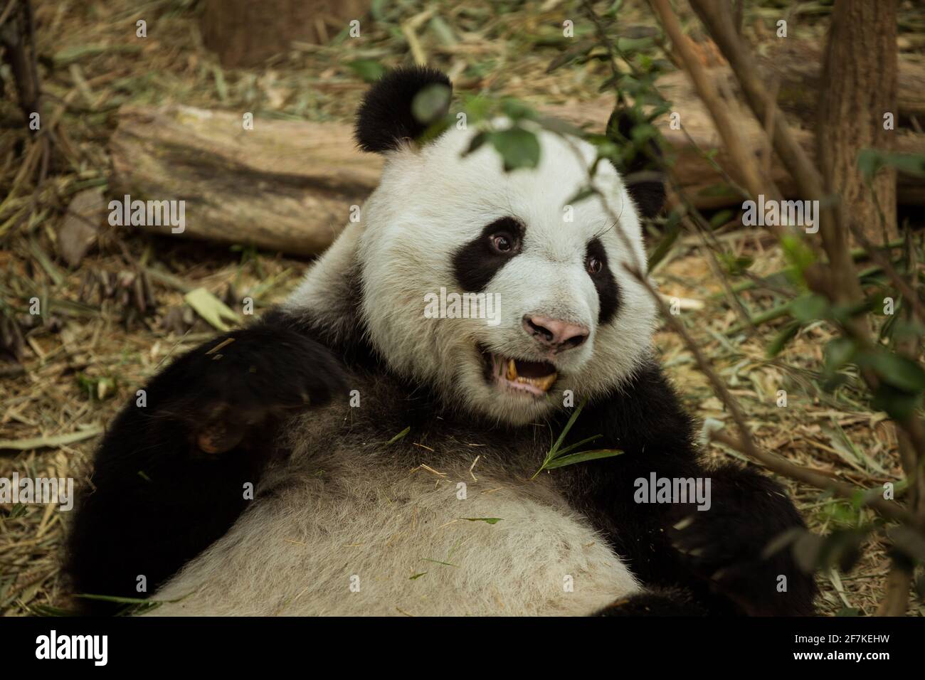 Panda in bamboo forest hi-res stock photography and images - Alamy