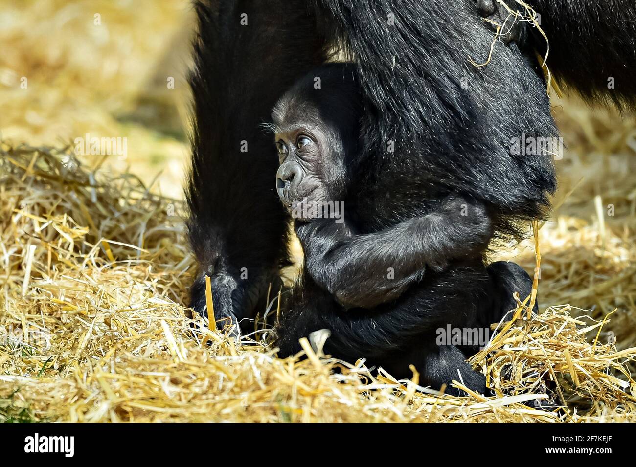 Father gorilla hi-res stock photography and images - Alamy