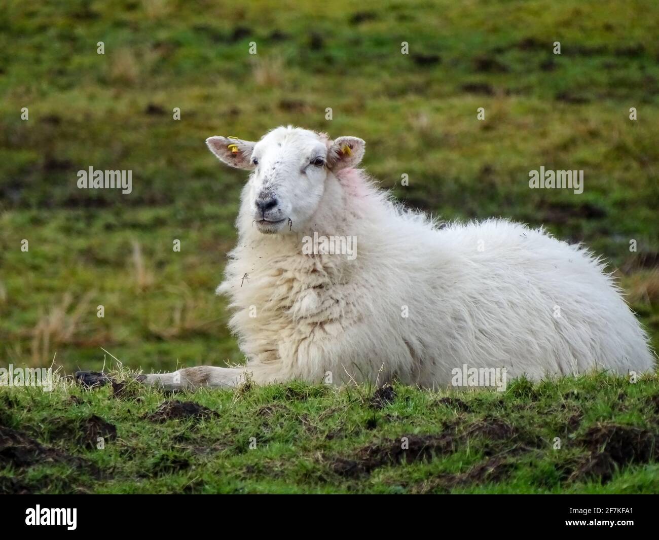 Sheep on green pasture with mountains in background, Ireland travel ...
