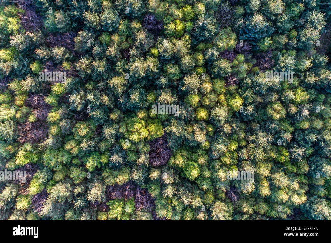 Sitka Spruce Tree Forest, Portmagee, County Kerry, Ireland Stock Photo ...