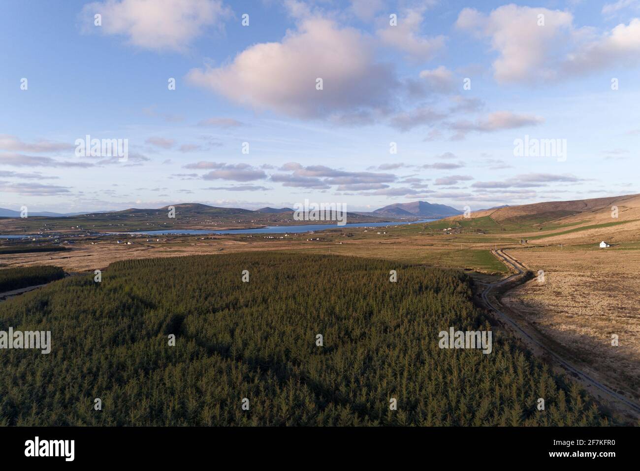 Sitka spruce tree hi-res stock photography and images - Alamy