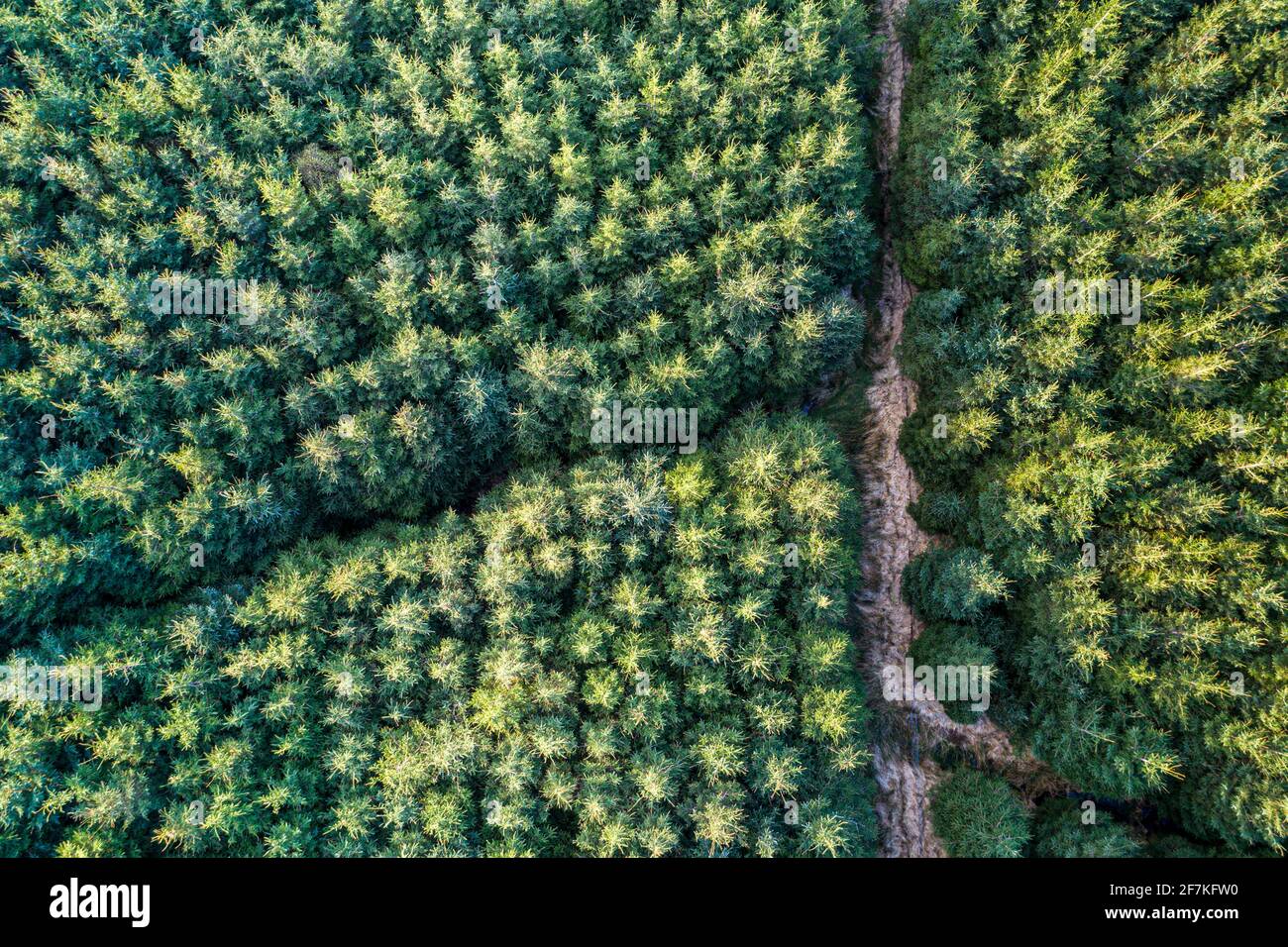 Sitka Spruce Tree Forest, Portmagee, County Kerry, Ireland Stock Photo ...