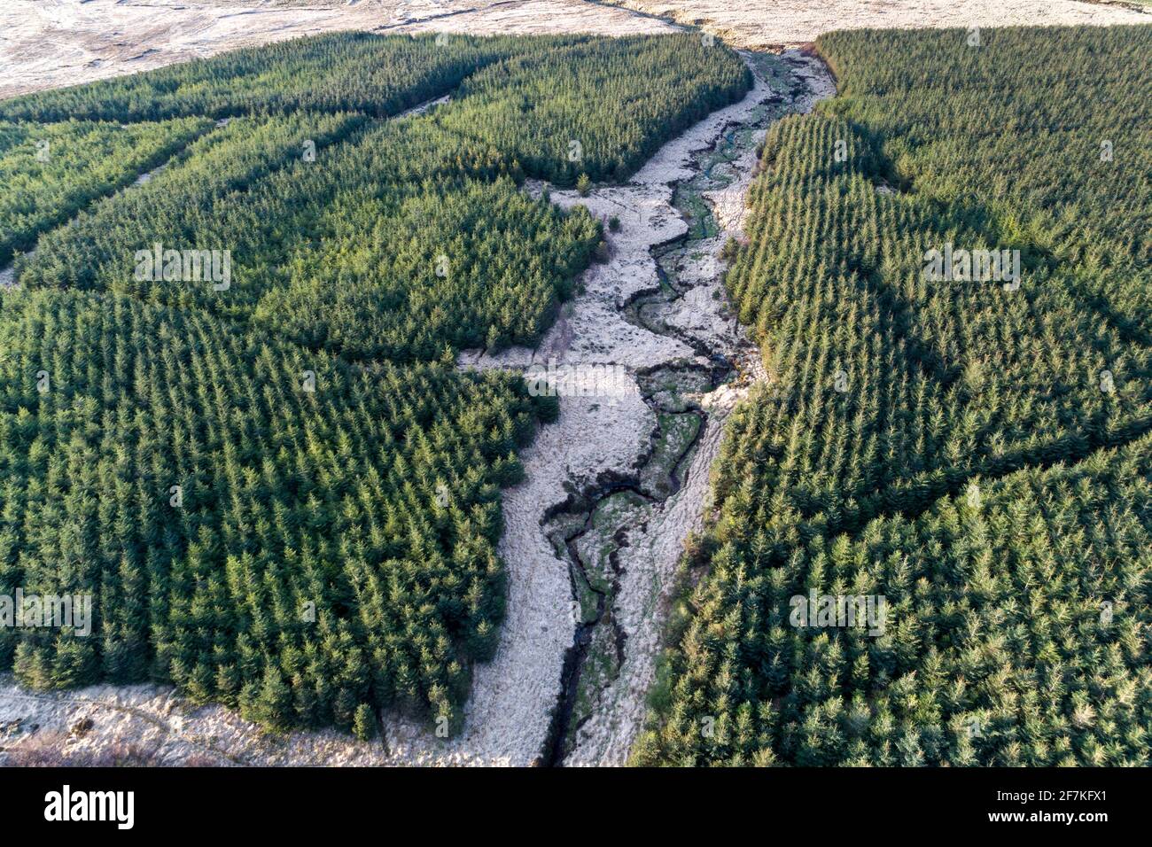 Sitka Spruce Tree Forest, Portmagee, County Kerry, Ireland Stock Photo ...