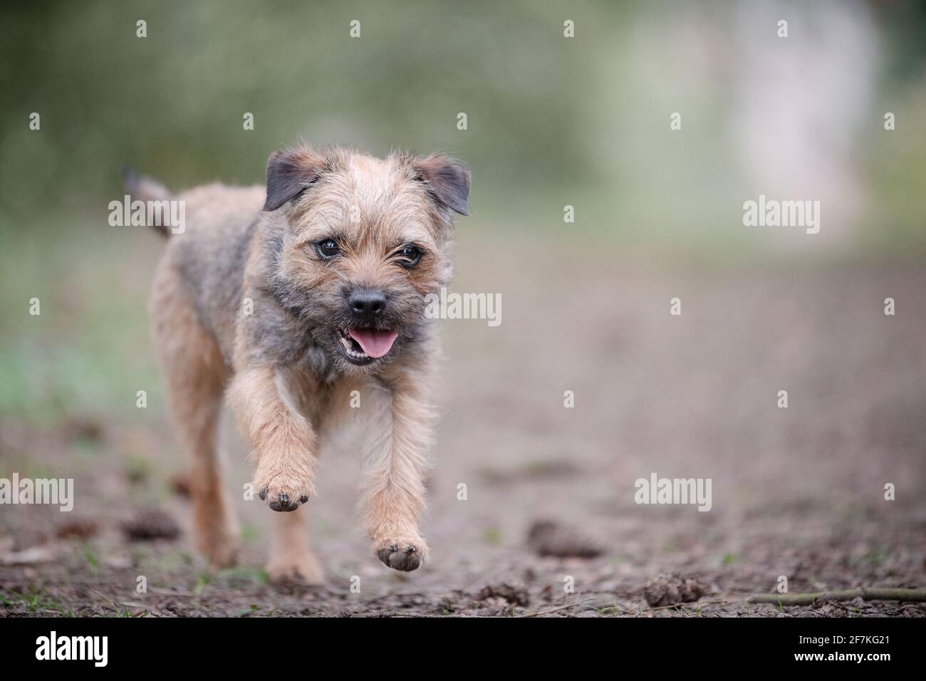Scottish terrier running hi-res stock photography and images - Alamy
