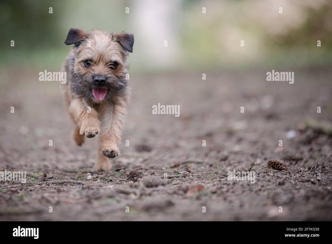 Border Terrier Dog Running Stock Photo - Alamy