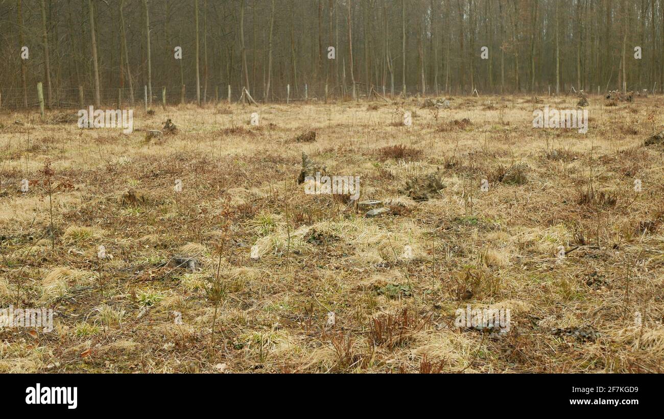 Cutting deforestation, logging cut industry pile timber of felled wood ...
