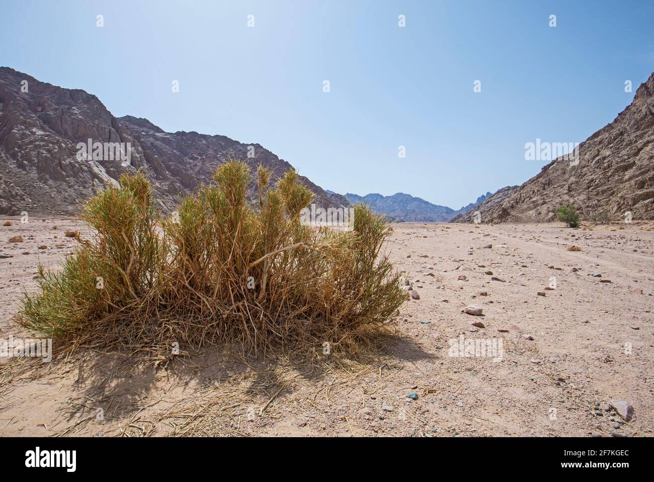 Barren desert with plant hi-res stock photography and images - Alamy