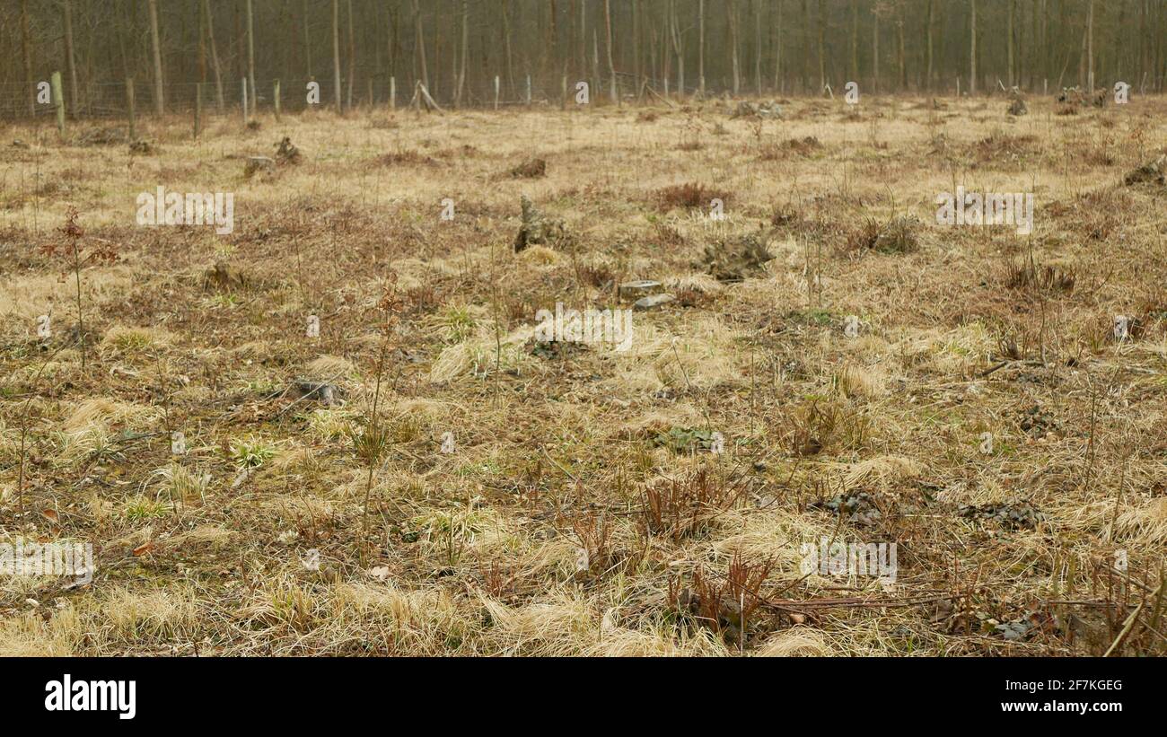 Cutting deforestation, logging cut industry pile timber of felled wood ...