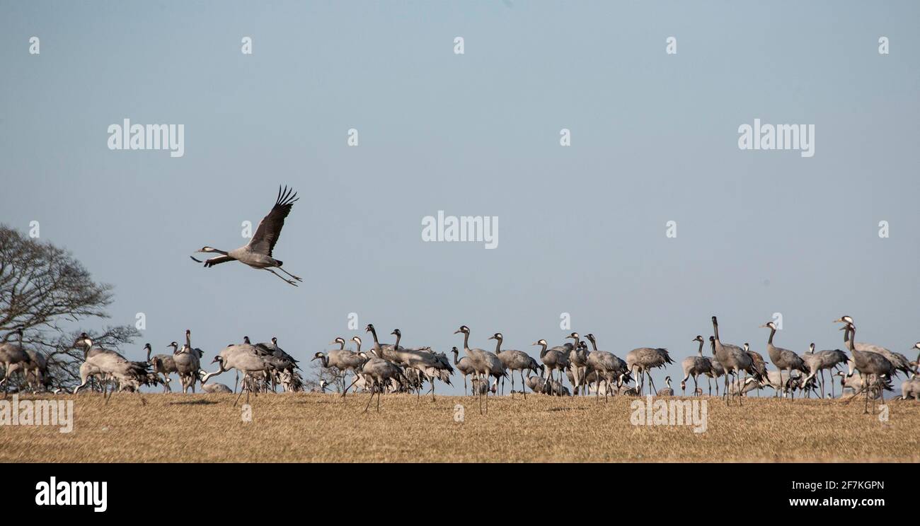 A flock of cranes at Hornborgasjön in Sweden Stock Photo - Alamy