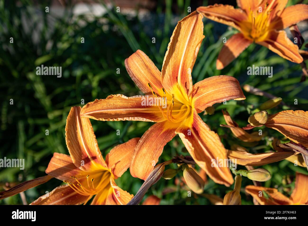Orange flowering lilies (Lilium bulbiferum) in garden at daytime, close ...
