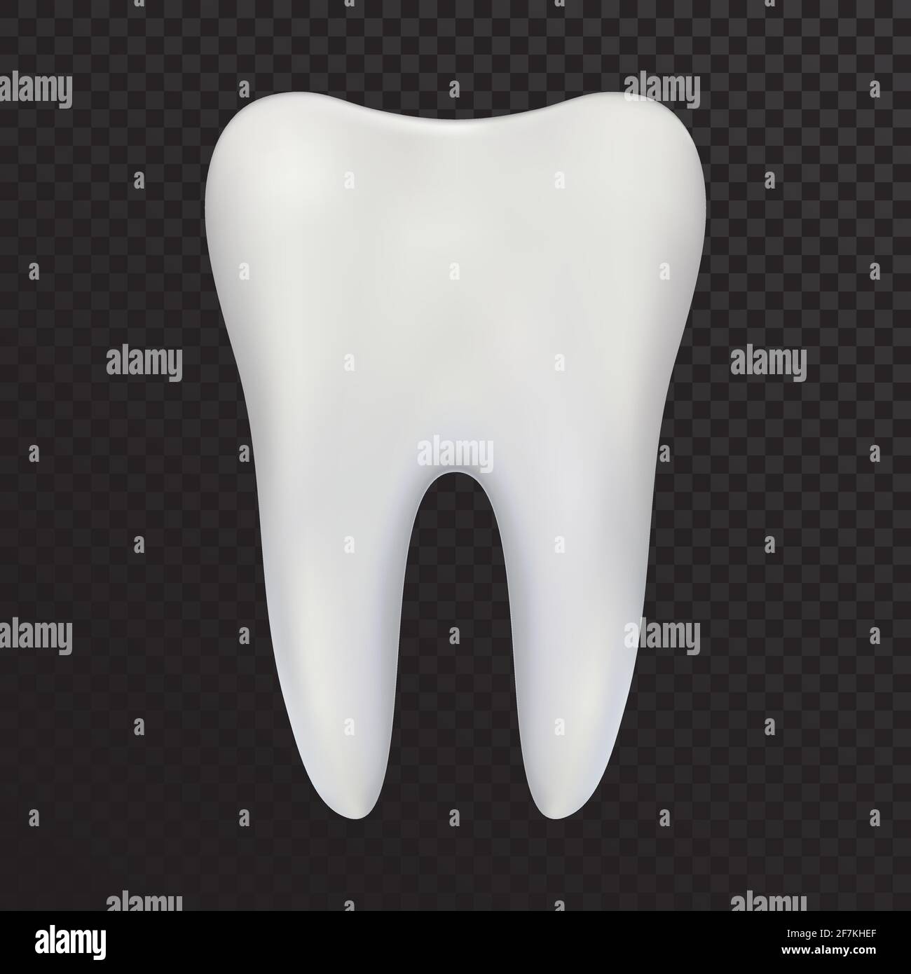 Realistic vector tooth molar. Symbol of dentistry and health of teeth ...