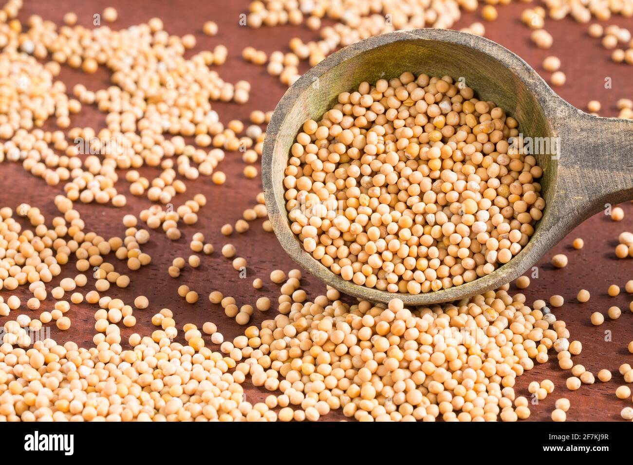 Yellow grain mustard in the wooden spoon - Sinapis alba Stock Photo - Alamy