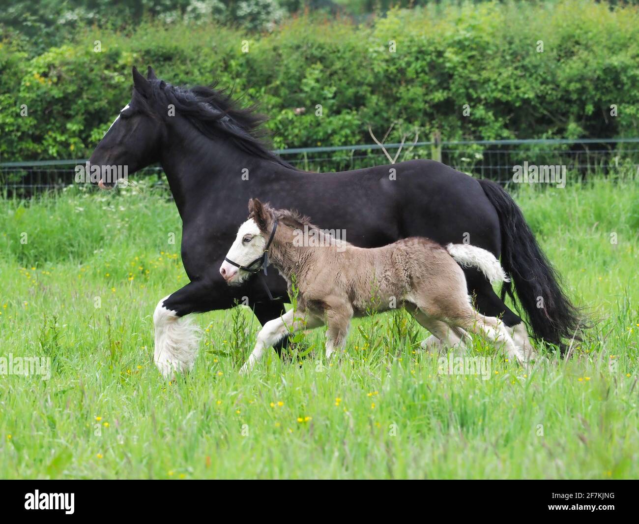 Colt cantering hi-res stock photography and images - Alamy