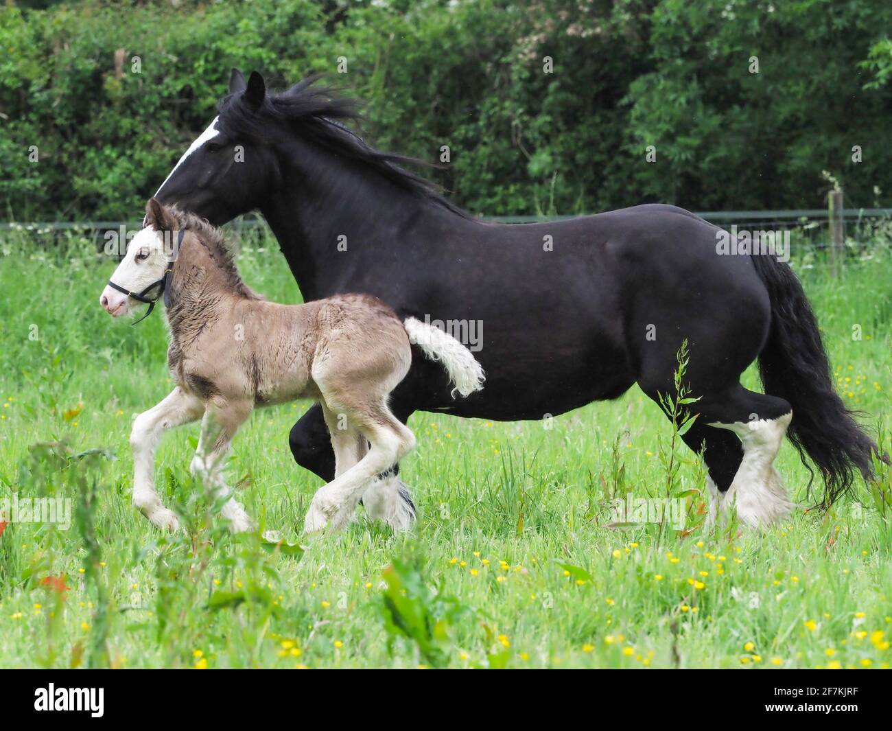 Colt cantering hi-res stock photography and images - Alamy