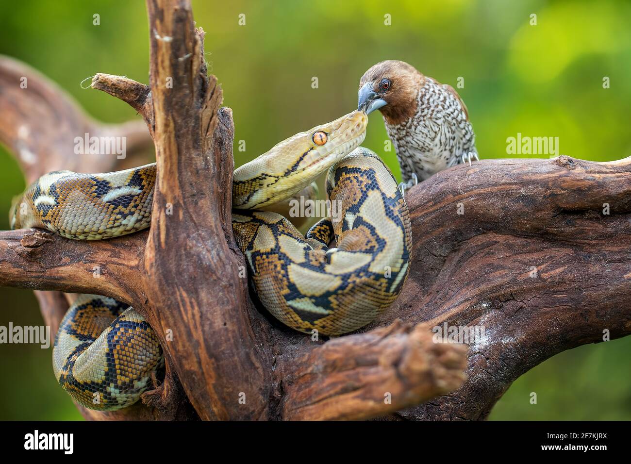 As the bird tried to attach to the python, this resulted in a shot ...