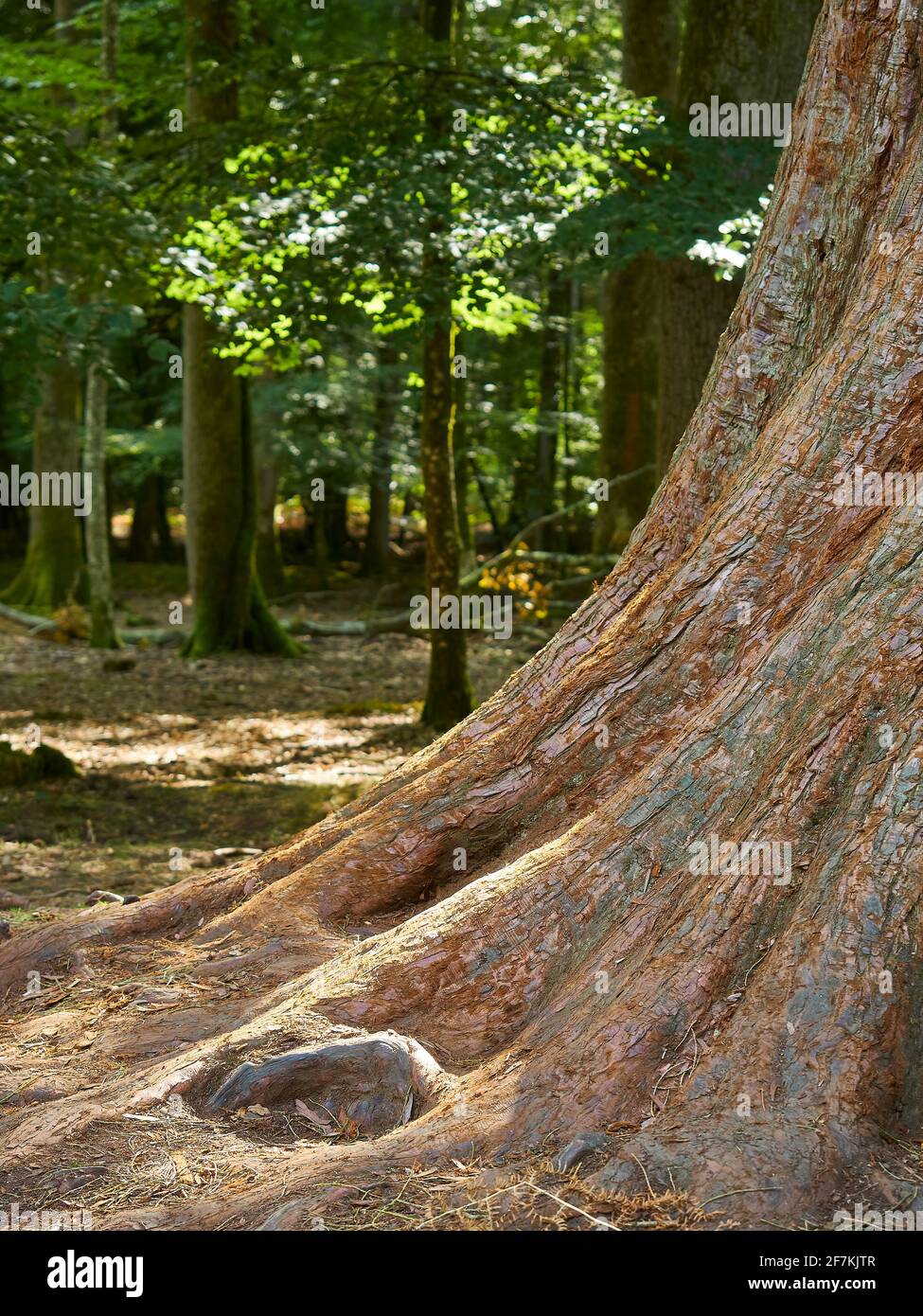 Relatively fragile hi-res stock photography and images - Alamy