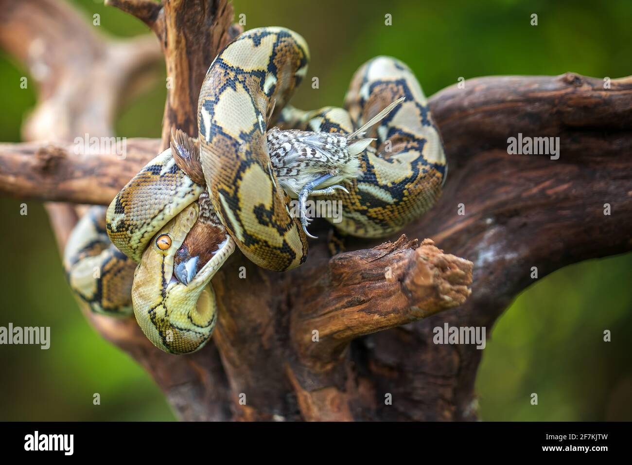 As the python saw the bird as a threat, it attached to its head and ...