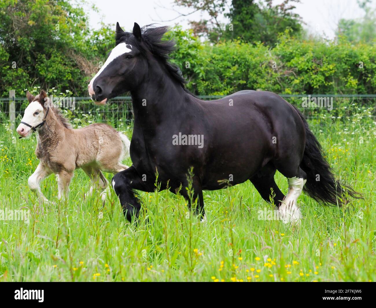 A black cob mare and her foal at liberty in a Summer paddock Stock ...
