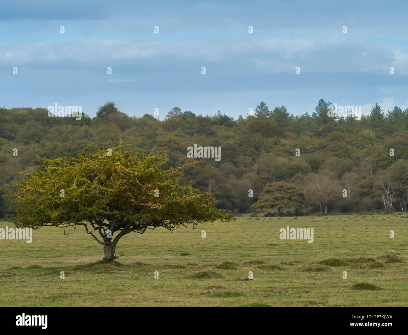A stunted, wind-blown tree isolated in an expanse of heathland leading ...