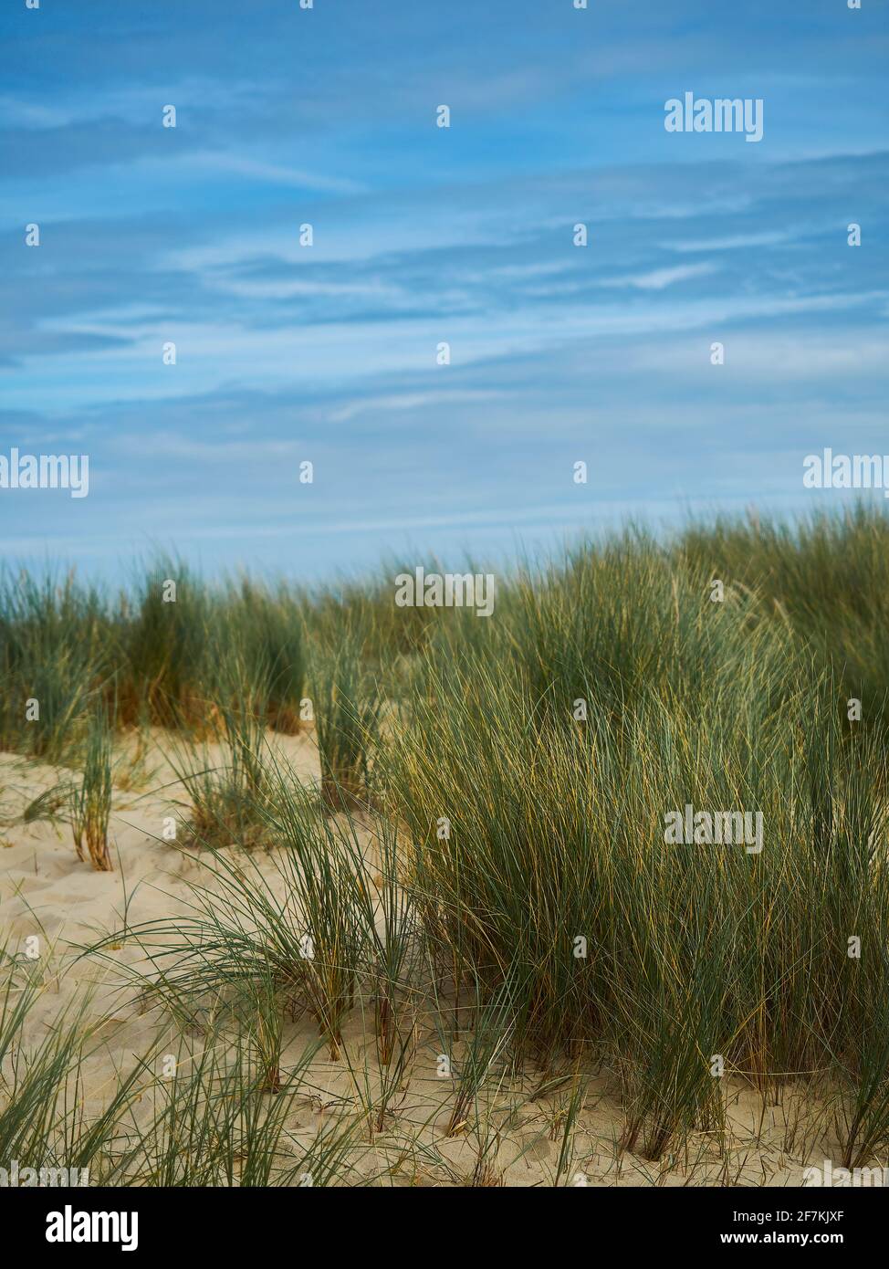 Shell Bay Sand Dunes near Bournemouth from a low angle, with long, lush ...