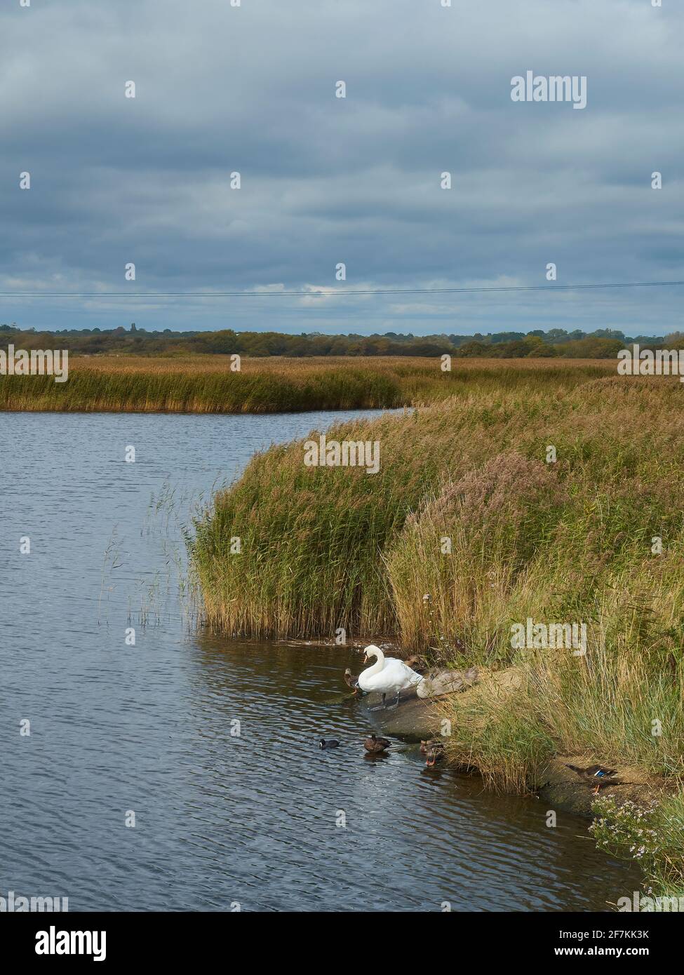 Reeds and rushes hi-res stock photography and images - Alamy