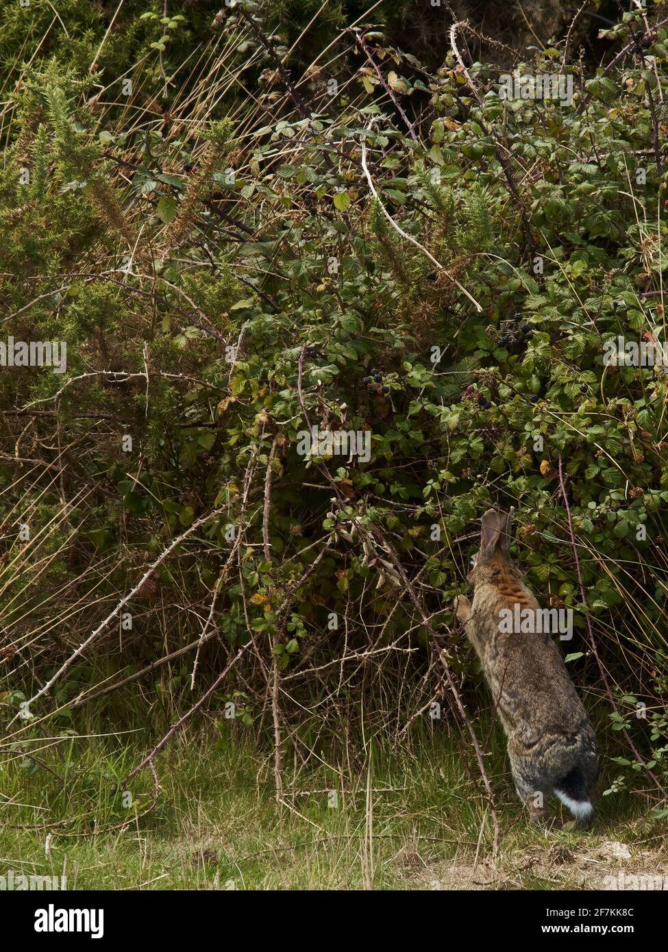 Rabbit bush hi-res stock photography and images - Alamy
