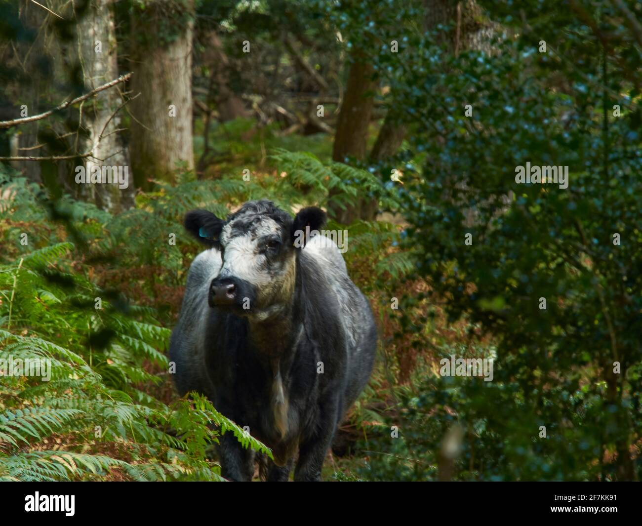 A cow pauses in its unfettered meanderings through the New Forest to ...
