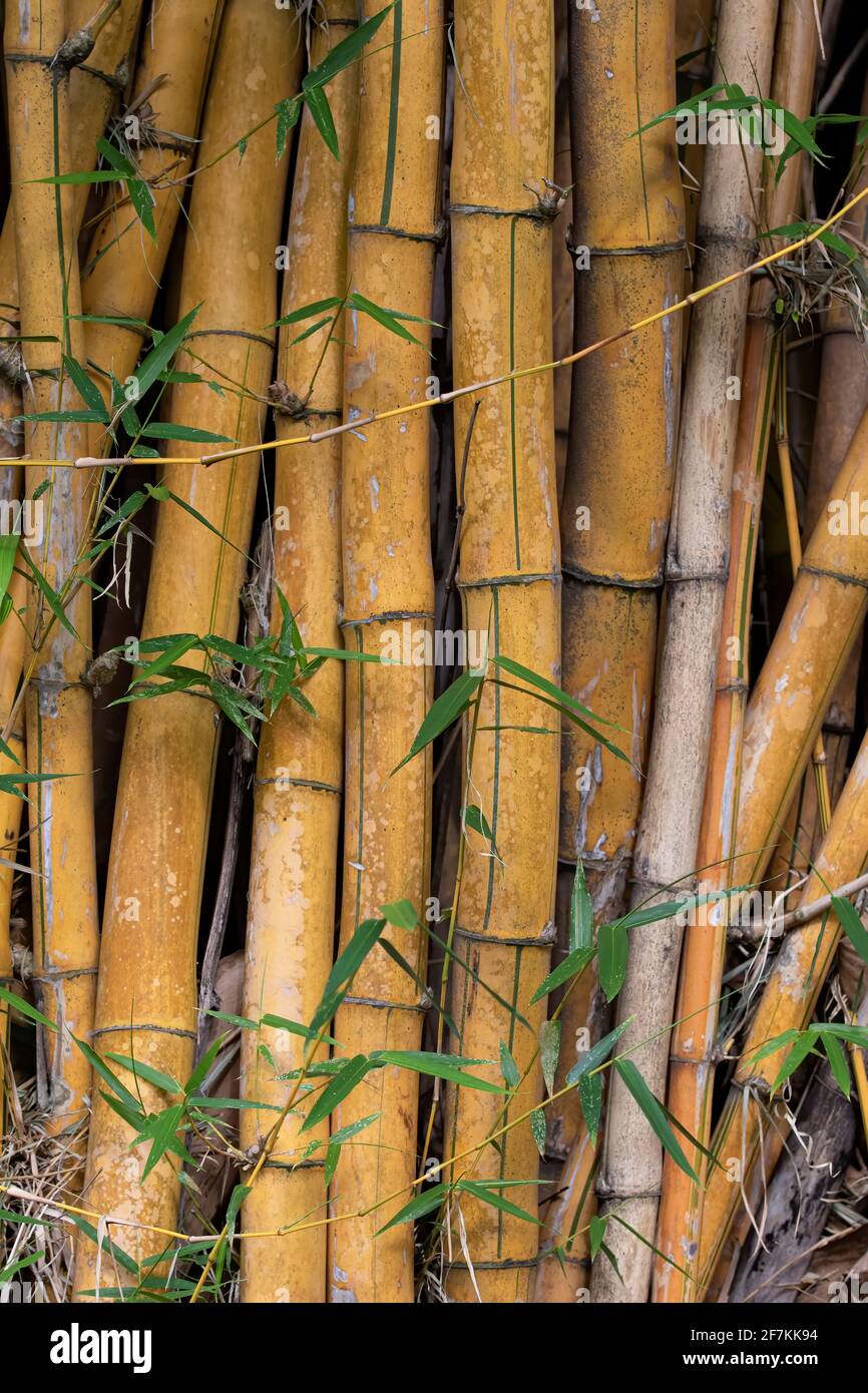 Bamboo trees on a sunny day in Costa Rica Stock Photo - Alamy