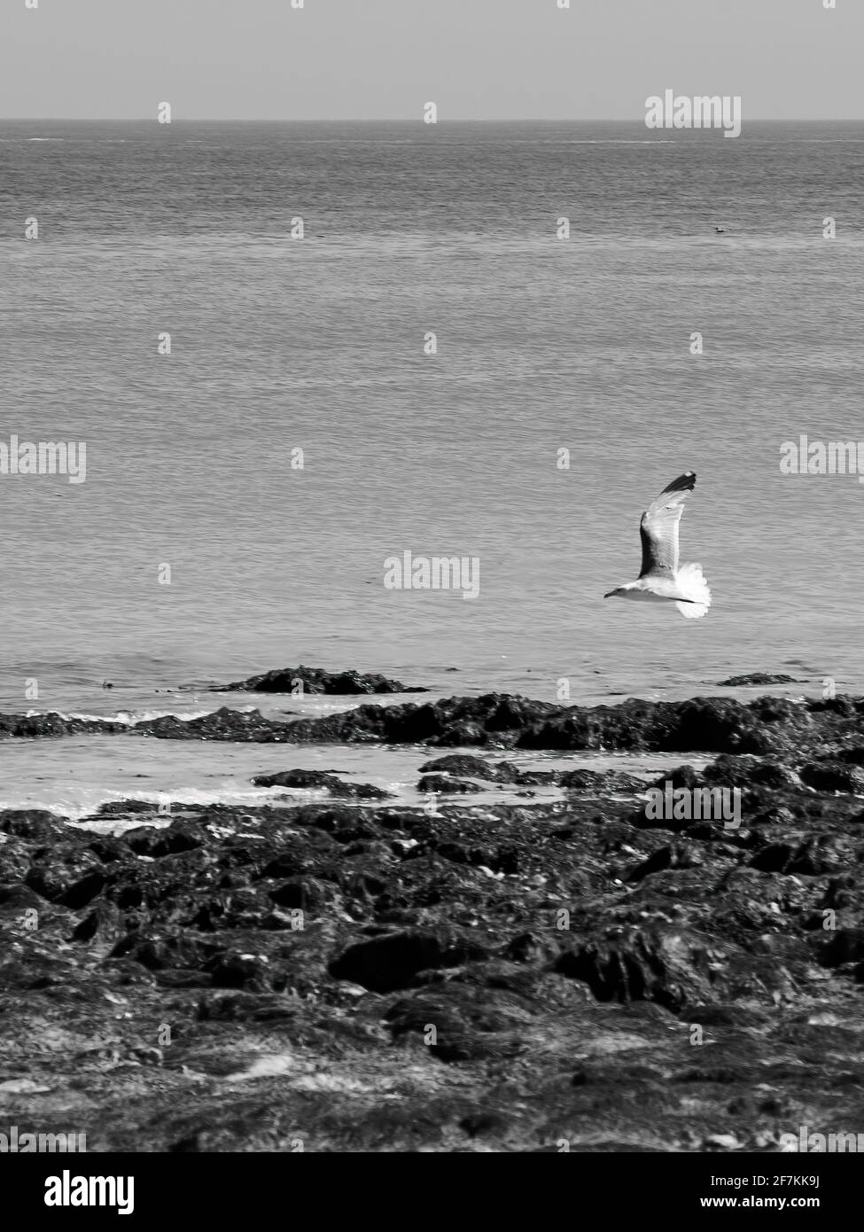 A gull in the air, wings spread as it sweeps over a rocky outcropping ...