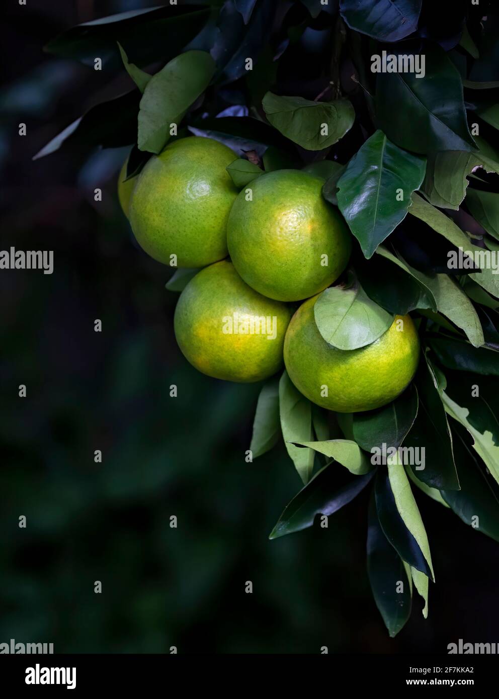 Limes Costa Rica at Carolann Ness blog