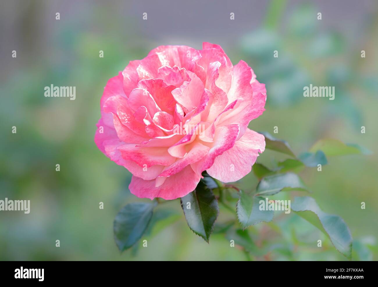 Rose flowers in bloom in the tropical gardens of Costa Rica Stock Photo ...