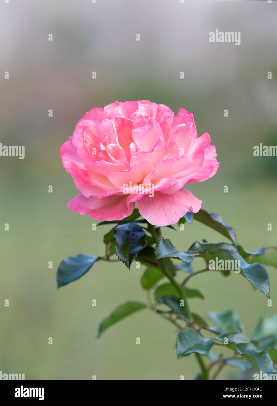 Rose flowers in bloom in the tropical gardens of Costa Rica Stock Photo ...