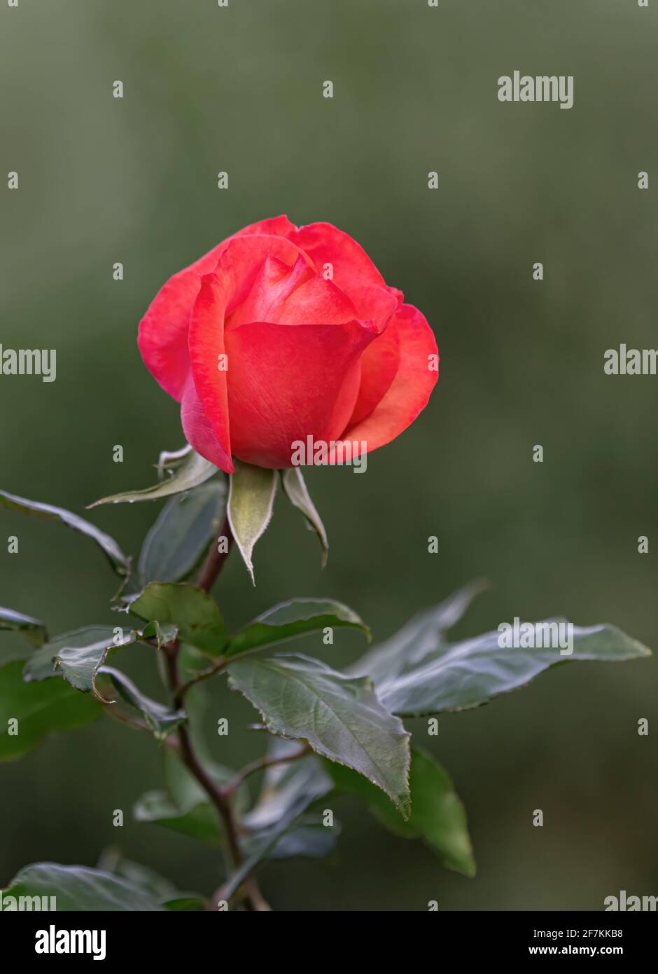 Rose flowers in bloom in the tropical gardens of Costa Rica Stock Photo ...