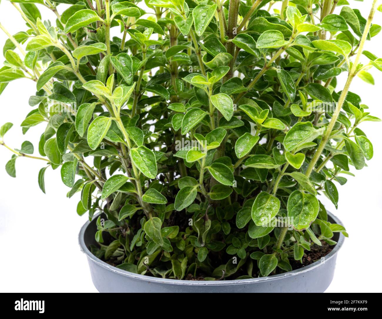 Oregano Pot Isolated on White Background Stock Photo - Alamy