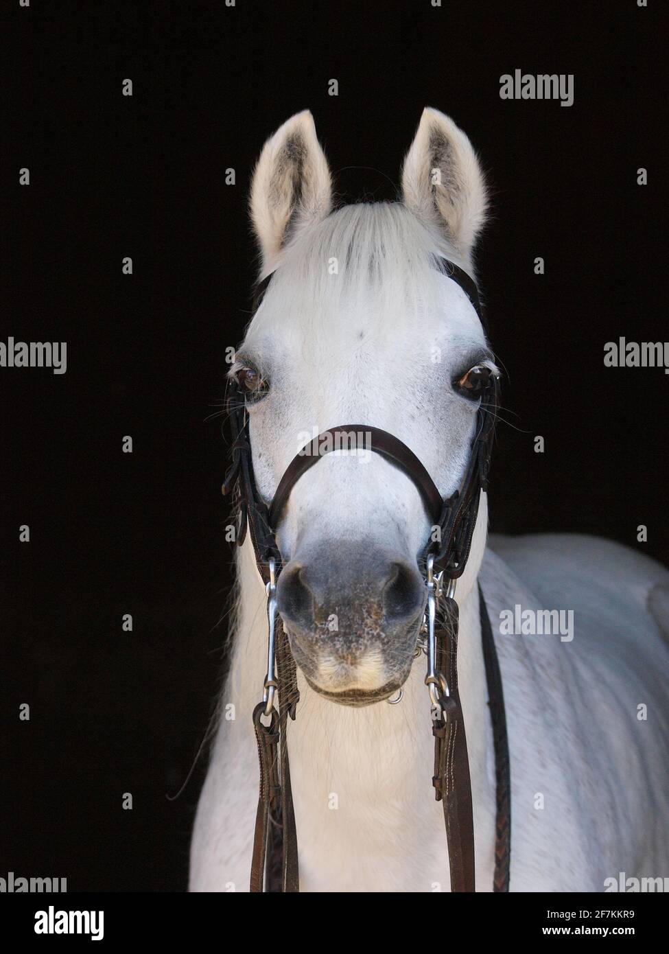 A grey Welsh Section A pony headshot in a double bridle Stock Photo - Alamy