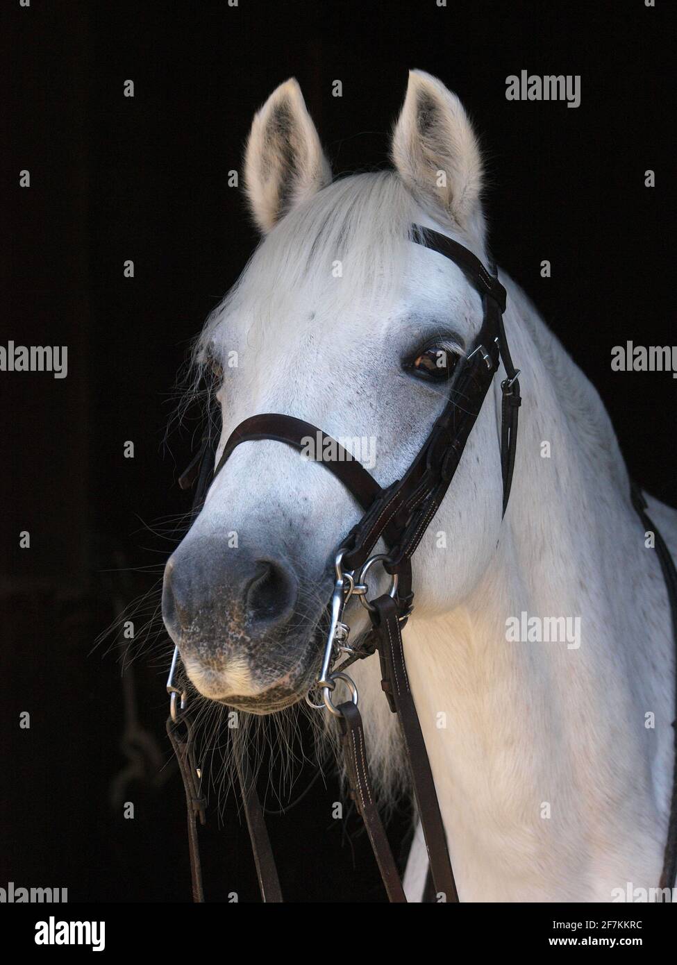 A grey Welsh Section A pony headshot in a double bridle Stock Photo - Alamy