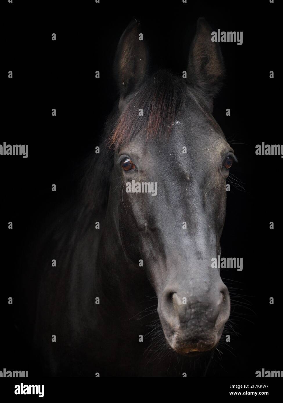 Horse mane forelock hi-res stock photography and images - Alamy