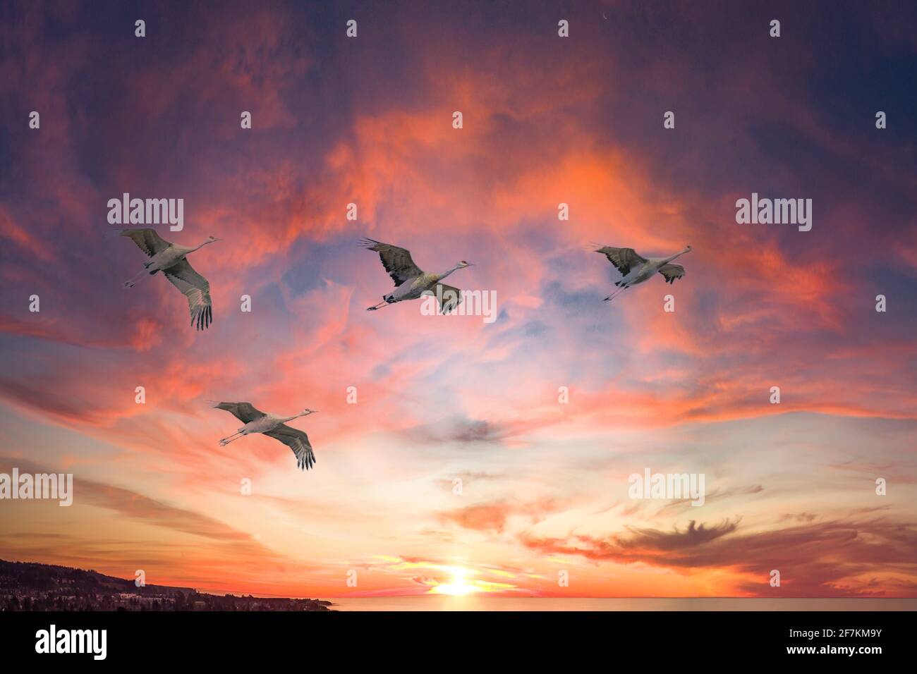 Sandhill cranes walking in marsh hi-res stock photography and images ...