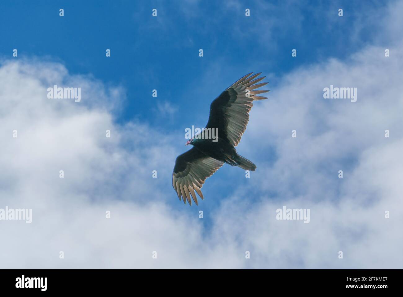 A Turkey Vulture soars in the afternoon sky searching for its next meal ...