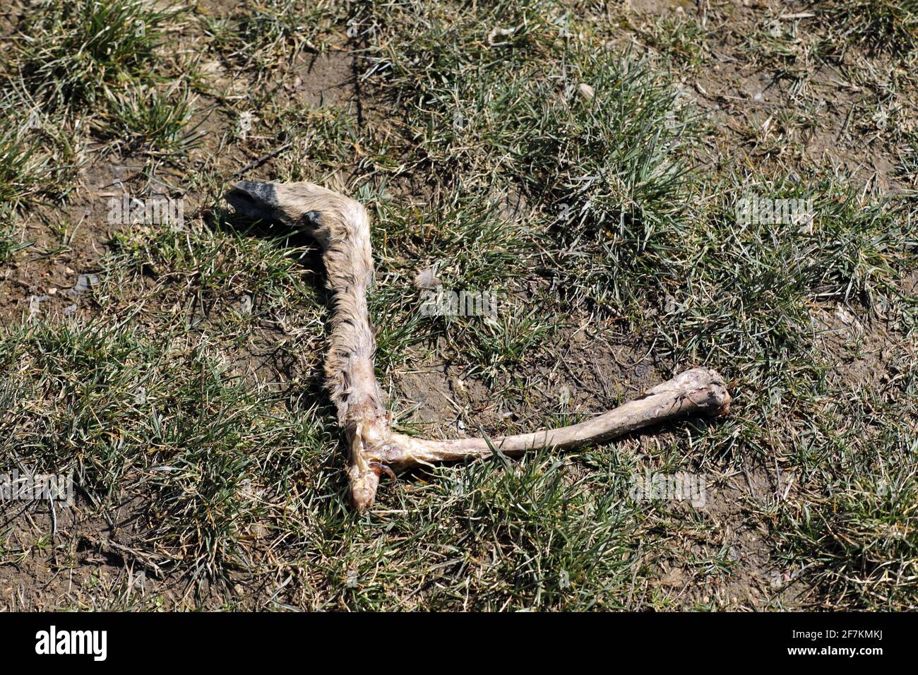 Deer Leg High Resolution Stock Photography and Images - Alamy