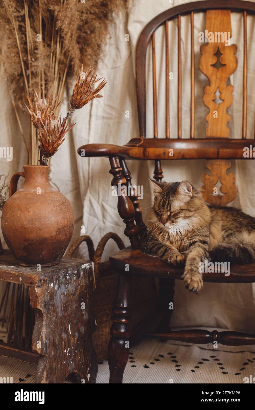 Beautiful tabby cat sitting on wooden chair in bohemian style room ...