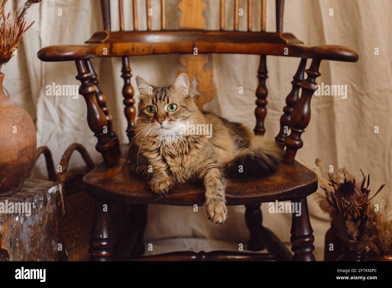 Beautiful tabby cat with curious look sitting on wooden chair in ...